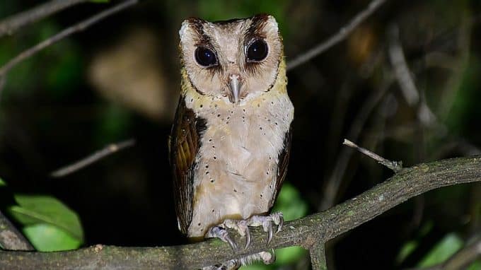 Bird Tytonidae - Barn & Grass Owls - Fat Birder