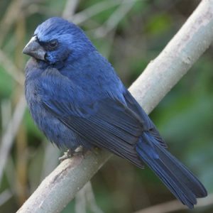 Bird Cardinalidae - Cardinals, Grosbeaks & Allies - Fat Birder