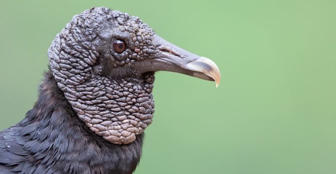 Bird Cathartidae - New World Vultures - Fat Birder