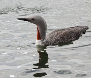 Bird Gaviidae - Divers or Loons - Fat Birder