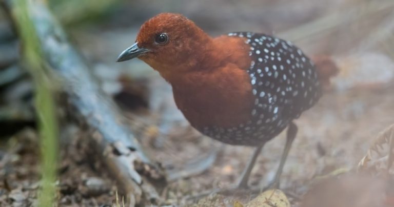 Bird Sarothruridae - Flufftails - Fat Birder