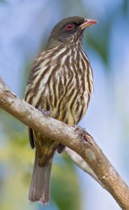 Bird Dulidae - Palmchat - Fat Birder
