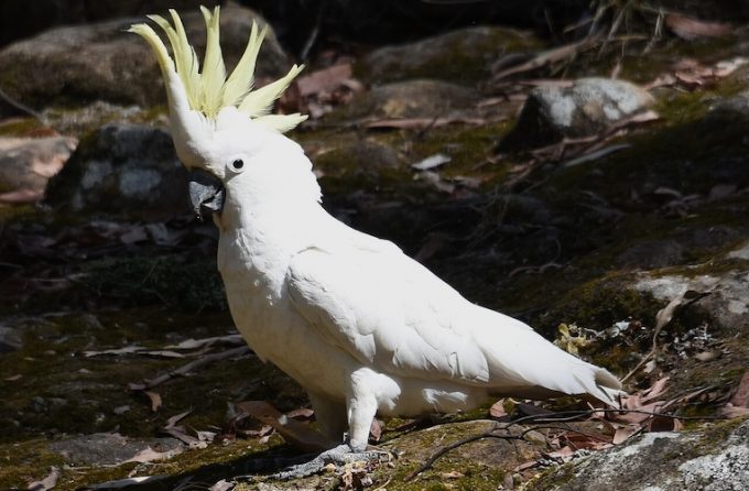 Bird Cacatuidae - Cockatoos - Fat Birder