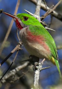 Birds, Birding Trips and Birdwatching Tours in Dominican Republic - Fat ...