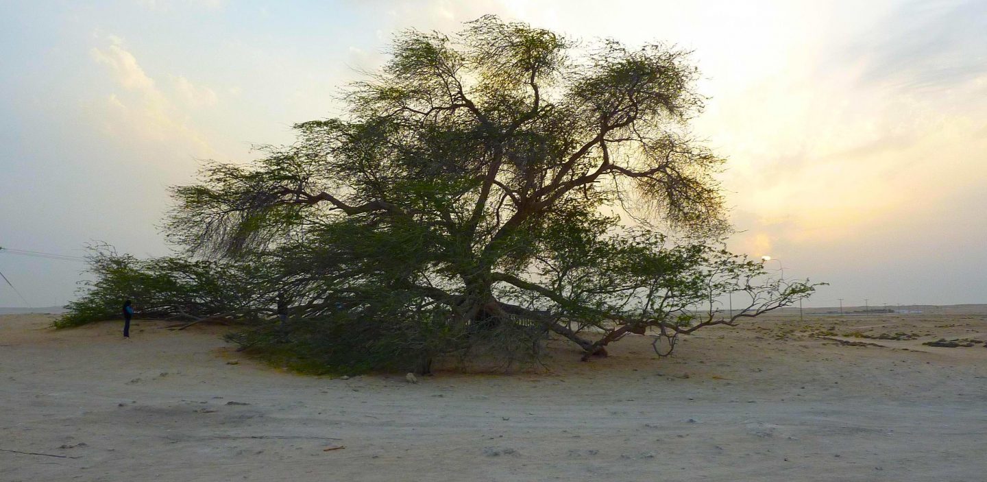 Birds, Birding Trips and Birdwatching Tours in Kingdom of Bahrain - Fat ...