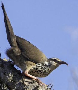 Bird Mesitornithidae - Mesites - Fat Birder