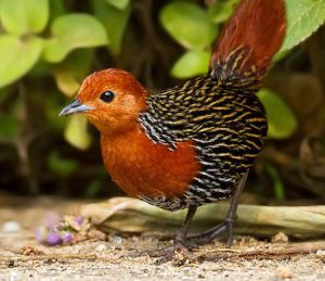 Bird Sarothruridae - Flufftails - Fat Birder