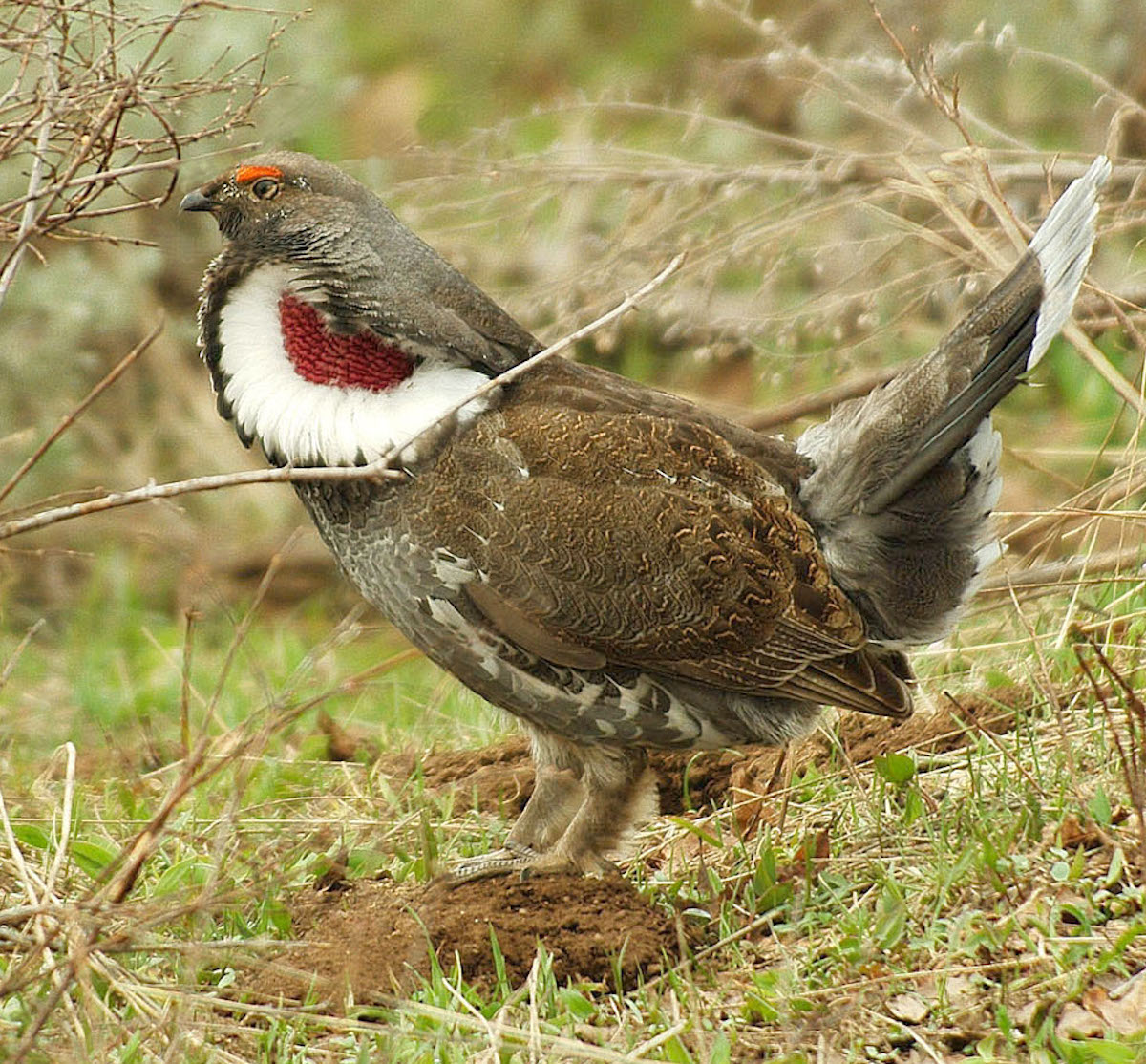 Bird Phasianidae - Pheasants, Grouse, Partridges & Allies - Fat Birder