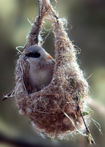 Bird Remizidae - Penduline Tits - Fat Birder