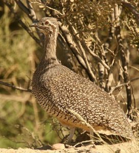 Bird Tinamidae - Tinamous - Fat Birder