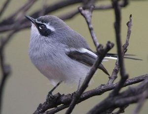 Bird Stenostiridae - Fairy Flycatchers - Fat Birder