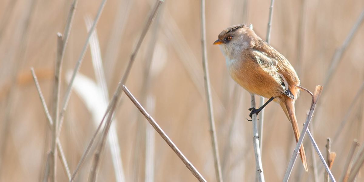 Bird Panuridae - Bearded Reedling - Fat Birder