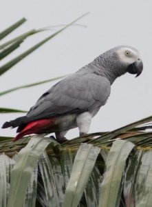 Birds, Birding Trips and Birdwatching Tours in Republic of the Congo ...