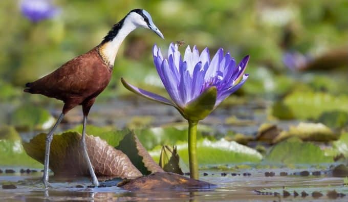 Bird Jacanidae - Jacanas - Fat Birder