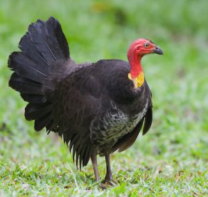 Bird Megapodiidae - Megapodes - Fat Birder