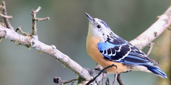 Bird Sittidae - Nuthatches - Fat Birder