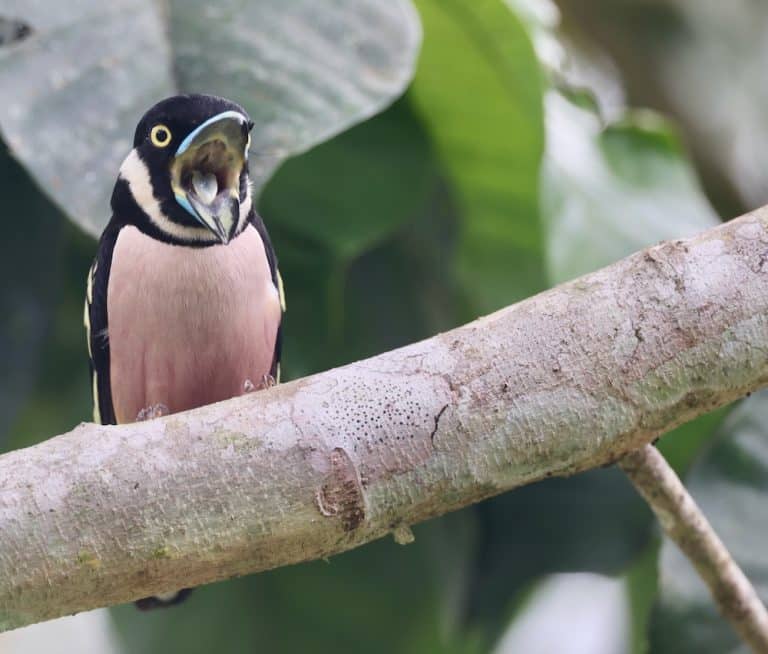 Bird Eurylaimidae - Grauer's & Asian Broadbills - Fat Birder