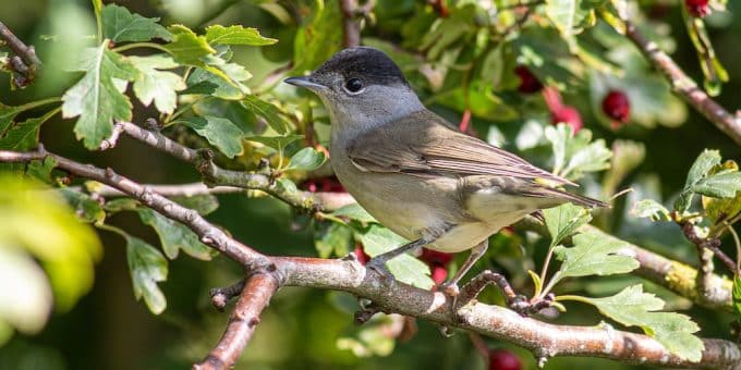 Bird Sylviidae - Sylviid Warblers & Allies - Fat Birder