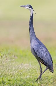 Bird Ardeidae - Herons, Egrets & Bitterns - Fat Birder