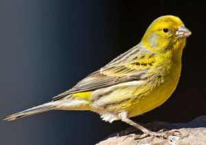 Birds, Birding Trips and Birdwatching Tours in Gran Canaria - Fat Birder