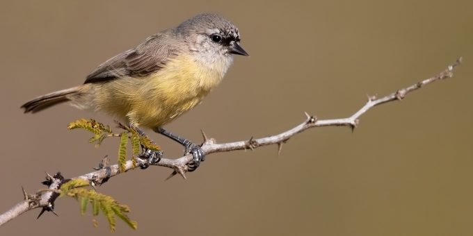 Bird Remizidae - Penduline Tits - Fat Birder