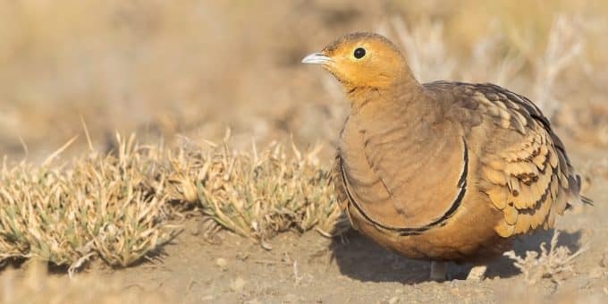Bird Pteroclidae - Sandgrouse - Fat Birder
