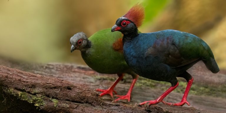Bird Phasianidae - Pheasants, Grouse, Partridges & Allies - Fat Birder