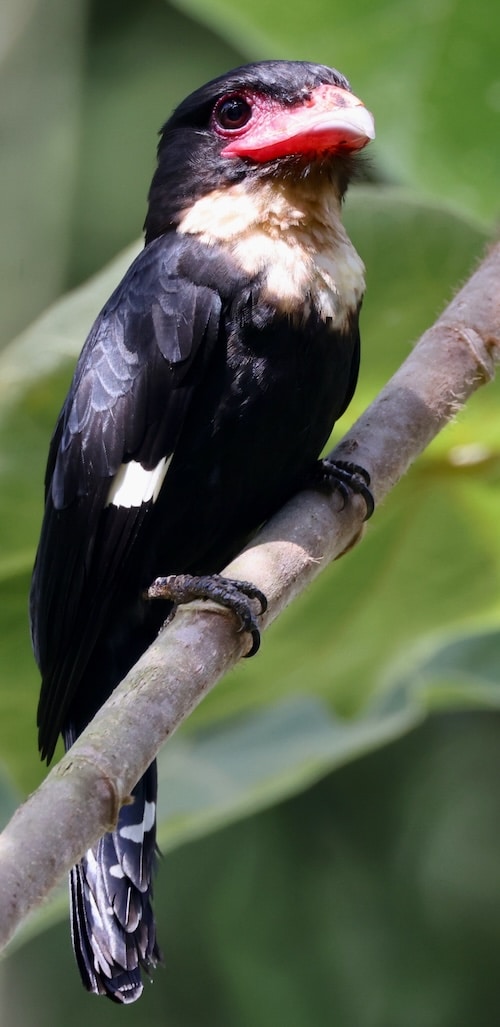 Bird Eurylaimidae - Grauer's & Asian Broadbills - Fat Birder