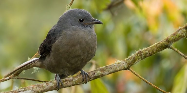 Bird Cotingidae - Cotingas, Fruiteaters & Allies - Fat Birder