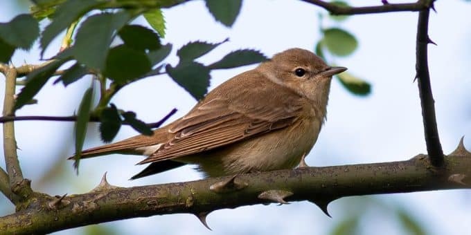 Bird Sylviidae - Sylviid Warblers & Allies - Fat Birder