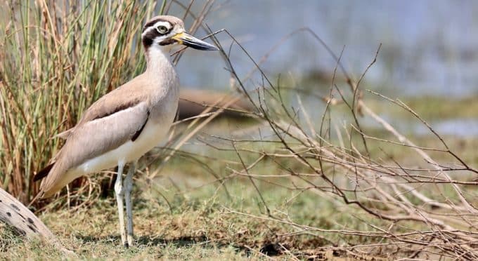 Bird Burhinidae - Thick-knees & Stone Curlews - Fat Birder
