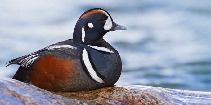 Bird Anatidae - Swans, Geese & Ducks - Fat Birder