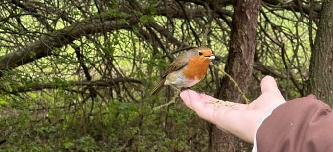 Birds, Birding Trips and Birdwatching Tours in England - Fat Birder