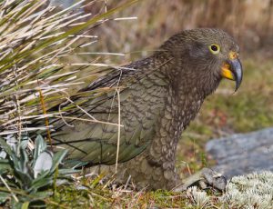 Bird Strigopidae - New Zealand Parrots - Fat Birder