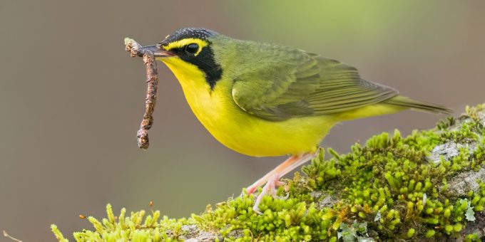 Bird Parulidae - New World Warblers - Fat Birder
