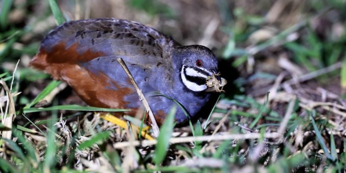 Bird Phasianidae - Pheasants, Grouse, Partridges & Allies - Fat Birder