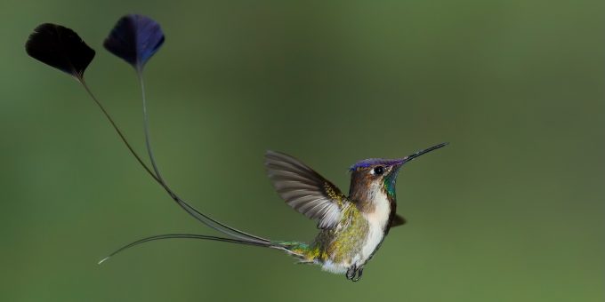 Bird Trochilidae - Hummingbirds - Fat Birder