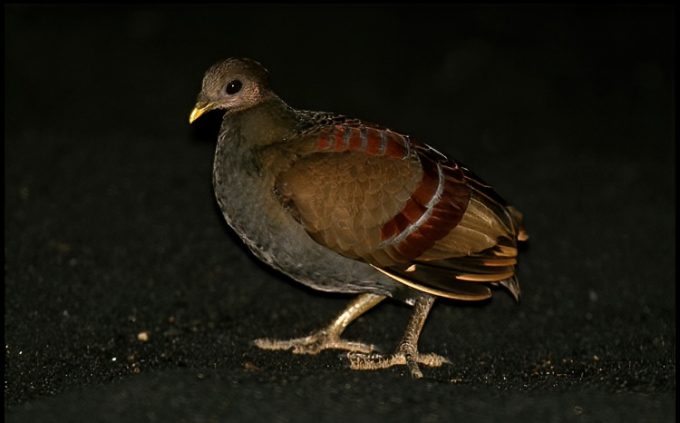 Bird Megapodiidae - Megapodes - Fat Birder