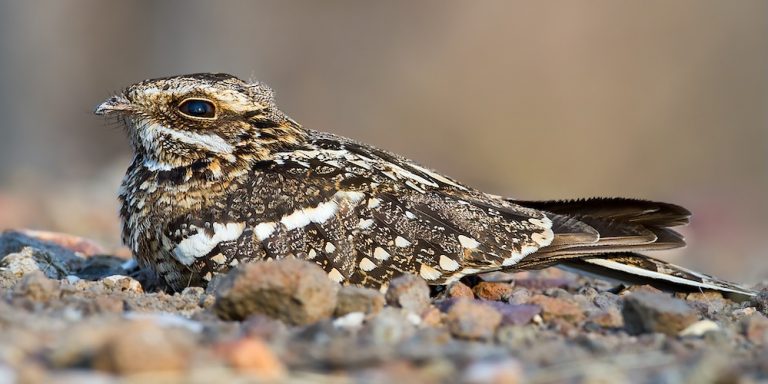 Bird Caprimulgidae - Nightjars & Nighthawks - Fat Birder