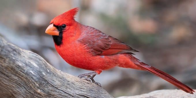 Bird Cardinalidae - Cardinals, Grosbeaks & Allies - Fat Birder