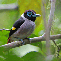Birds, Birding Trips and Birdwatching Tours in Republic of the ...