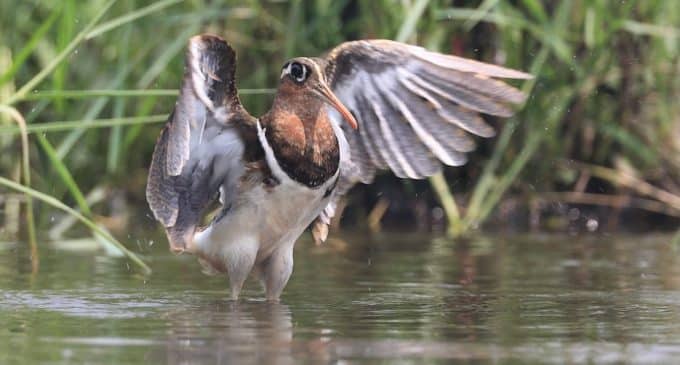 Bird Rostratulidae - Painted Snipe - Fat Birder