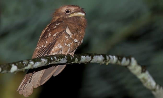 Bird Podargidae - Frogmouths - Fat Birder