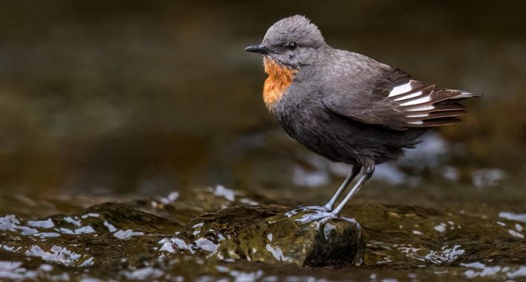 Bird Cinclidae - Dippers - Fat Birder