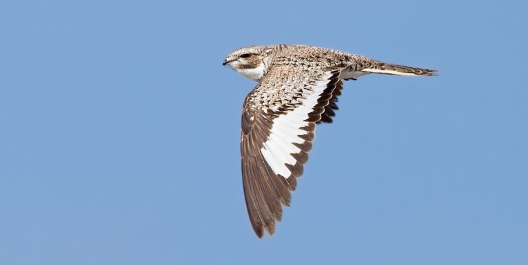 Bird Caprimulgidae - Nightjars & Nighthawks - Fat Birder