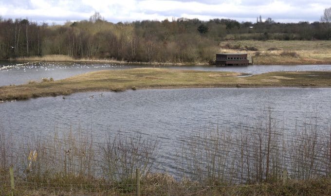 Birds, Birding Trips and Birdwatching Tours in West Midlands - Fat Birder