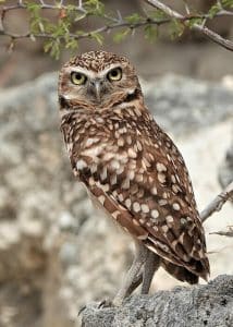 Birds, Birding Trips and Birdwatching Tours in Aruba - Fat Birder