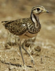 Bird Glareolidae - Coursers & Pratincoles - Fat Birder