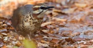 Bird Mesitornithidae - Mesites - Fat Birder