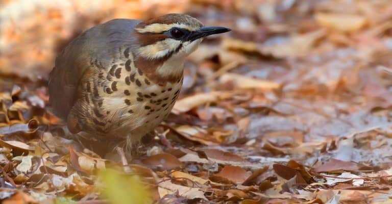Bird Mesitornithidae - Mesites - Fat Birder